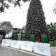 Grove Christmas Tree Lighting - Red Carpet Systems